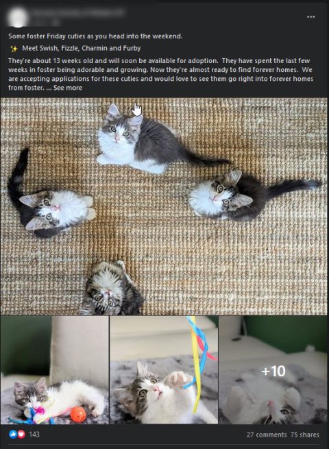 5 Types of Successful Animal Adoption Ads