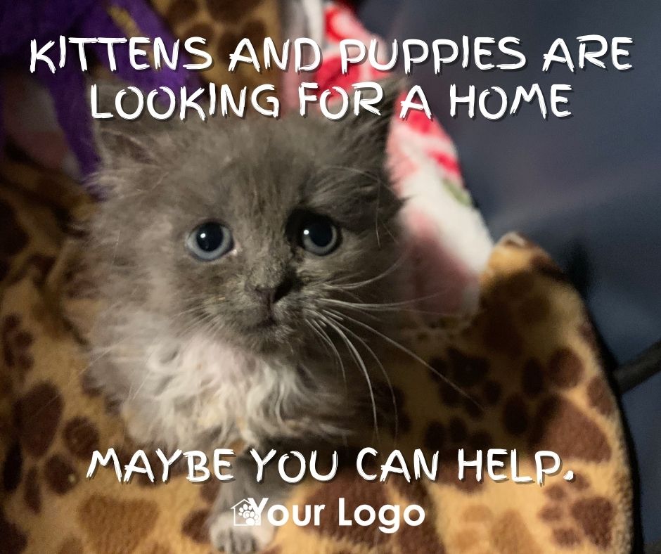 Asset Library - Shelter Roundtable