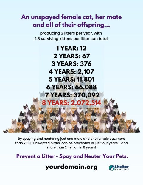 Unspayed Female Cat Flyer Print Template - Shelter Roundtable