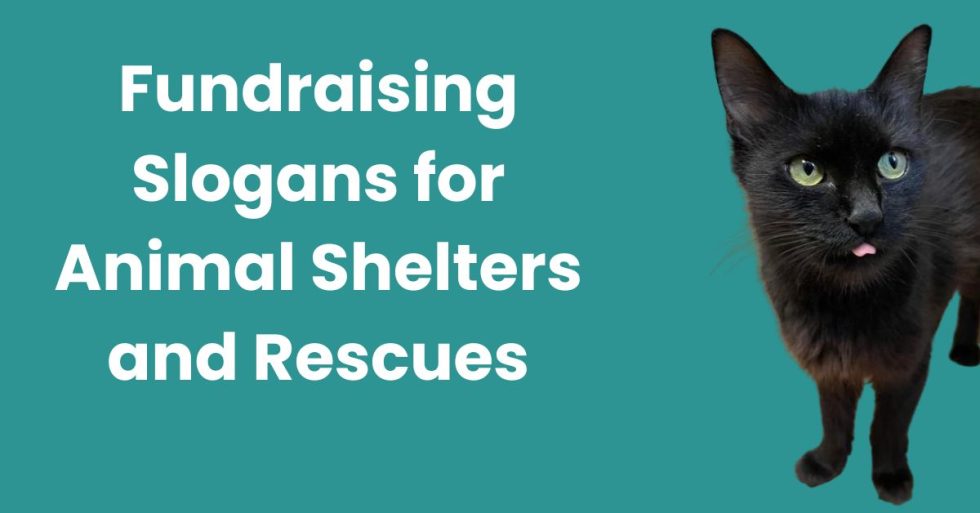 Inspiring Fundraising Slogans For Animal Shelters And Rescues