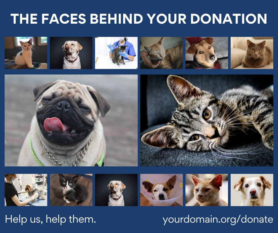 Optimizing Your Animal Shelter's Online Donation Process - Shelter ...