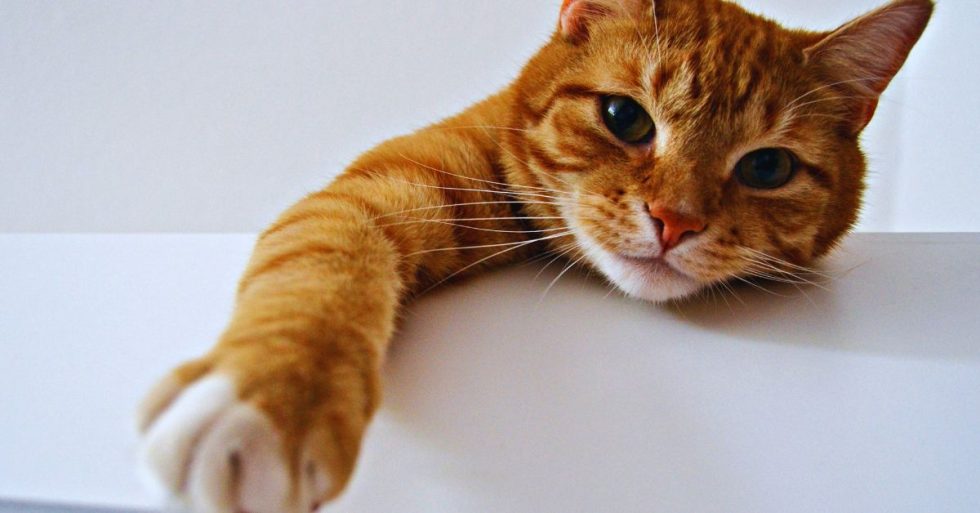 Social Media Safety Graphics for Shelters - Shelter Roundtable