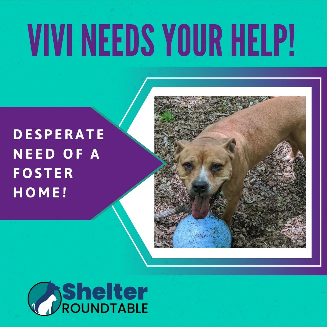 Asset Library - Shelter Roundtable