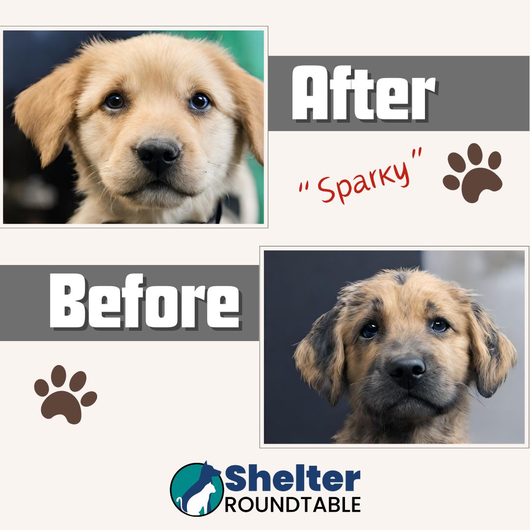 Before and After - Shelter Roundtable