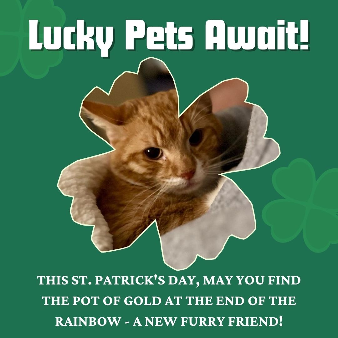 Lucky Pets Await - St. Patrick's Day - Shelter Roundtable