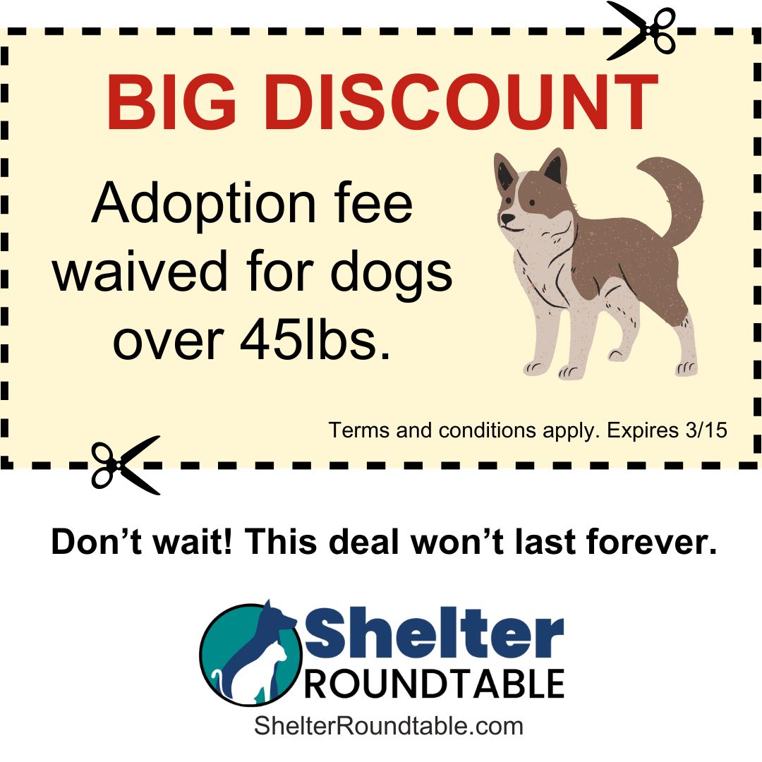 5 Types of Successful Animal Adoption Ads