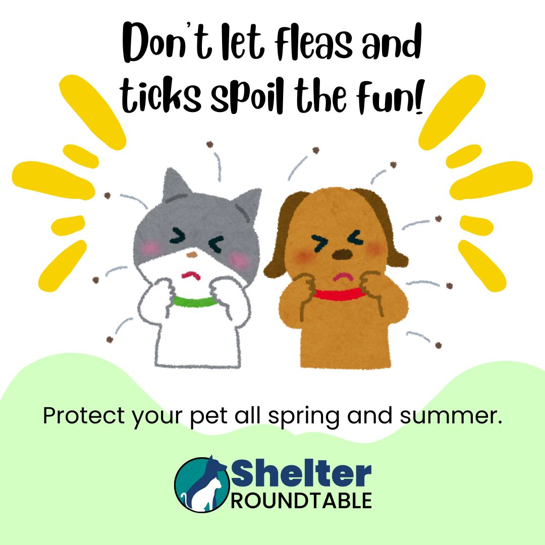 Don't Let Fleas and Ticks Spoil the Fun - Shelter Roundtable Don't Let Fleas and Ticks Spoil the Fun - Shelter Roundtable