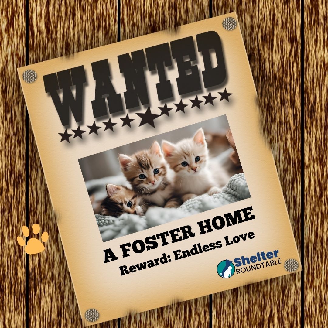 Wanted: A Foster Home - Shelter Roundtable