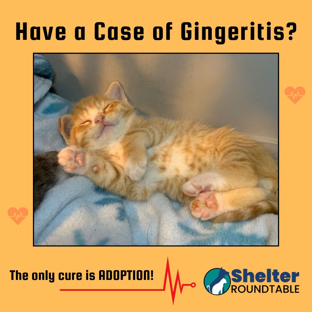 Have a Case of Gingeritis? - Shelter Roundtable