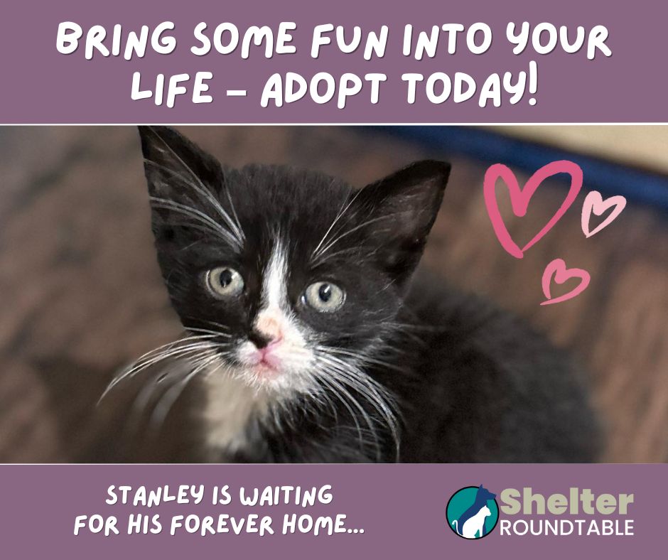 5 Types of Successful Animal Adoption Ads