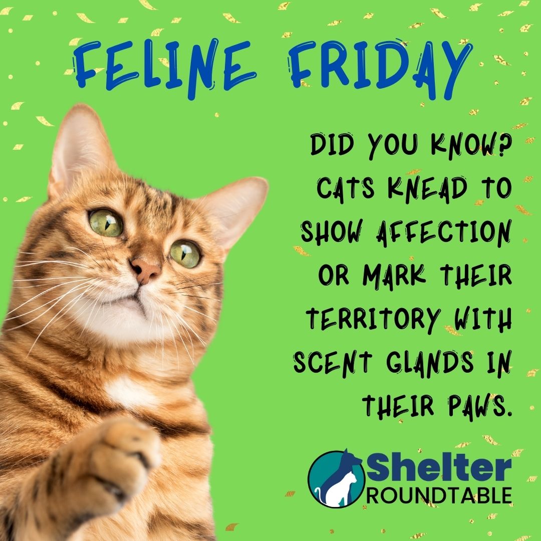 Feline Friday - Kneading - Shelter Roundtable