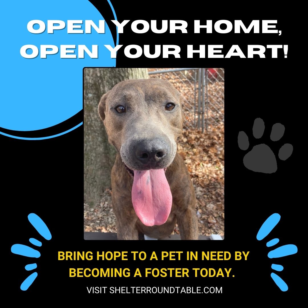 5 Types of Successful Animal Adoption Ads