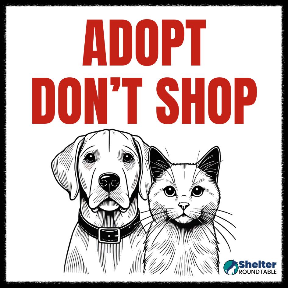 5 Types of Successful Animal Adoption Ads