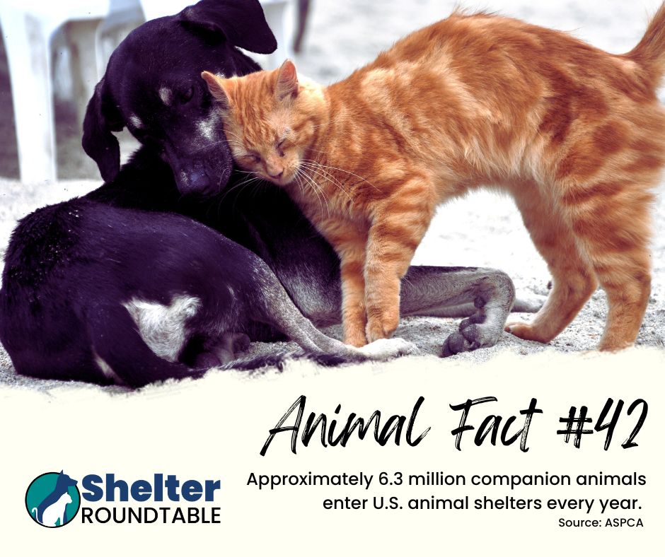 Animal Fact 42 - Shelter Roundtable