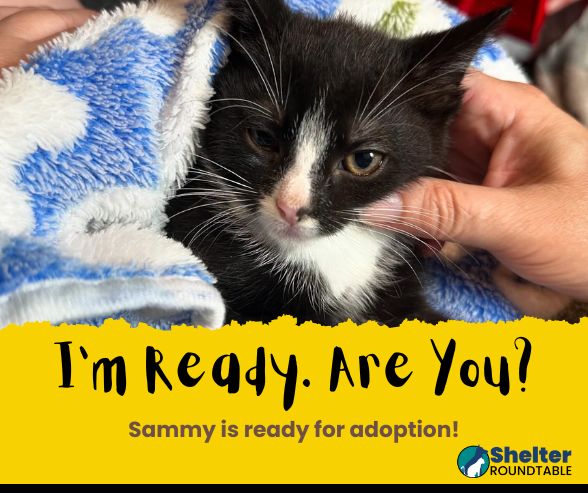 Inspiring Animal Adoption Slogans for Shelters and Rescues