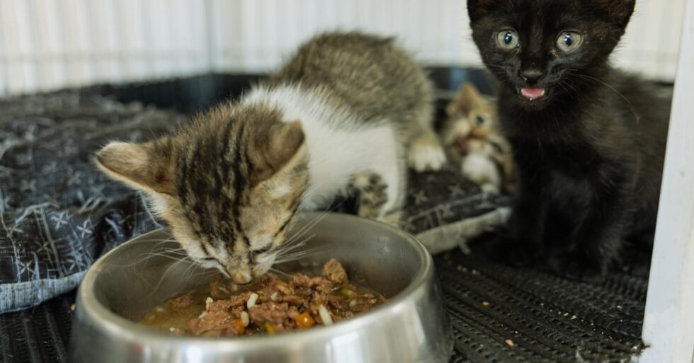 How to Organize an Animal Shelter Food Drive